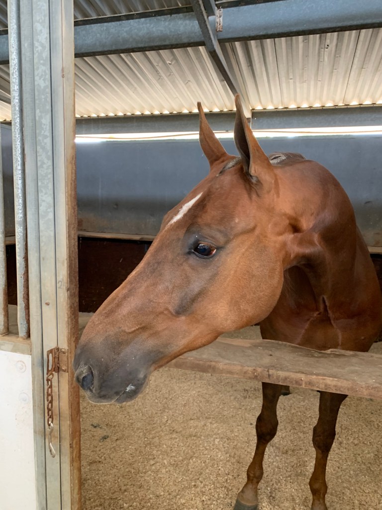 Cherry Stables – Cherry Stables specializing in the training and ...
