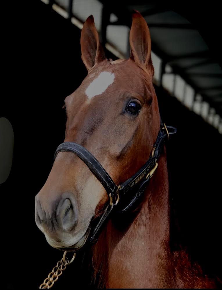 Cherry Stables – Cherry Stables specializing in the training and ...