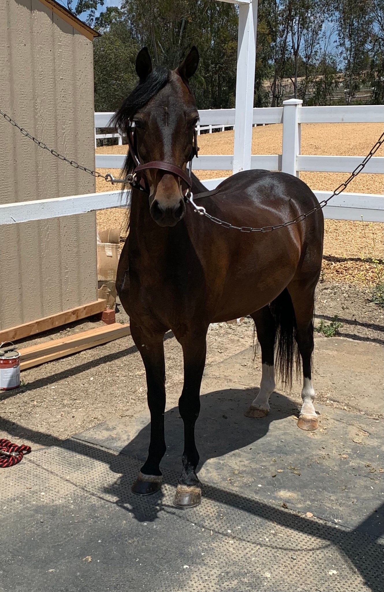 Meet The Lesson Horses – Cherry Stables